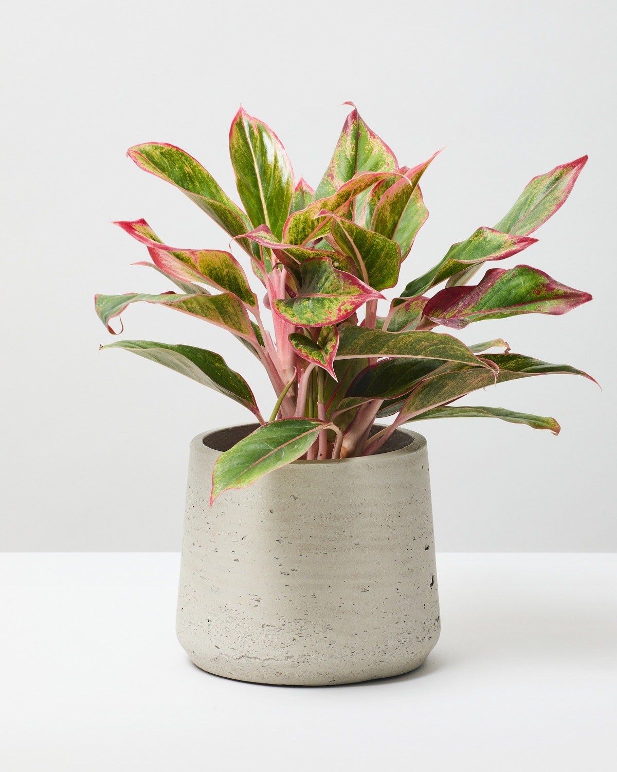 How To Start Decorating With Plants During The Festive Season | The Stem