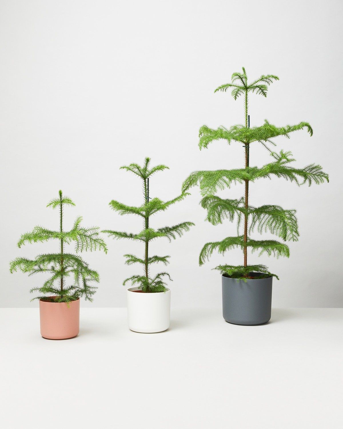 How To Look After Your Pot-Grown Norfolk Pine Christmas Tree | The Stem