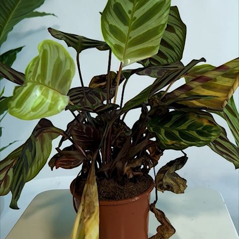 Strelitzia Plant Care Guide | Bird of Paradise | The Stem