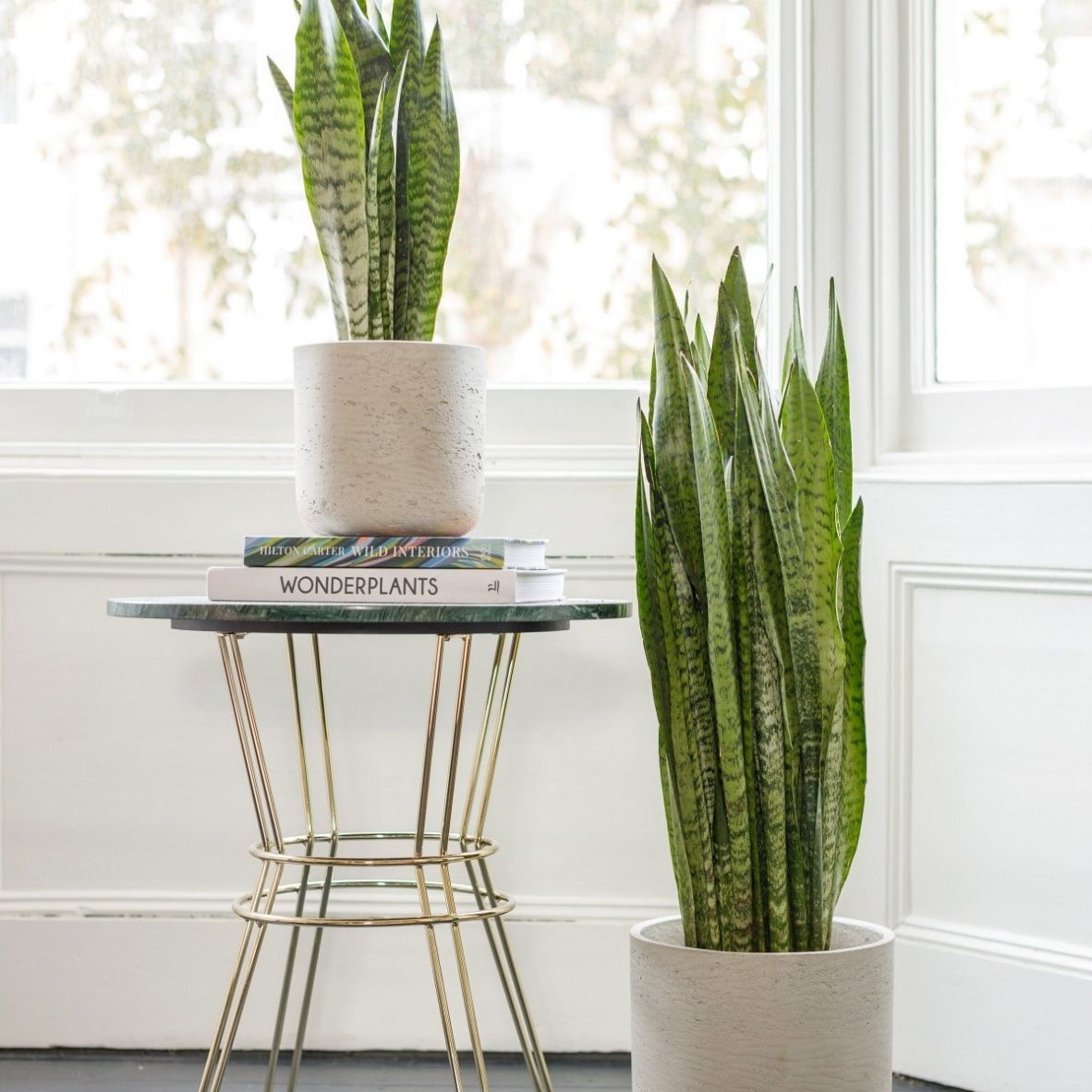 Indoor Plant Related Blogs | The Stem