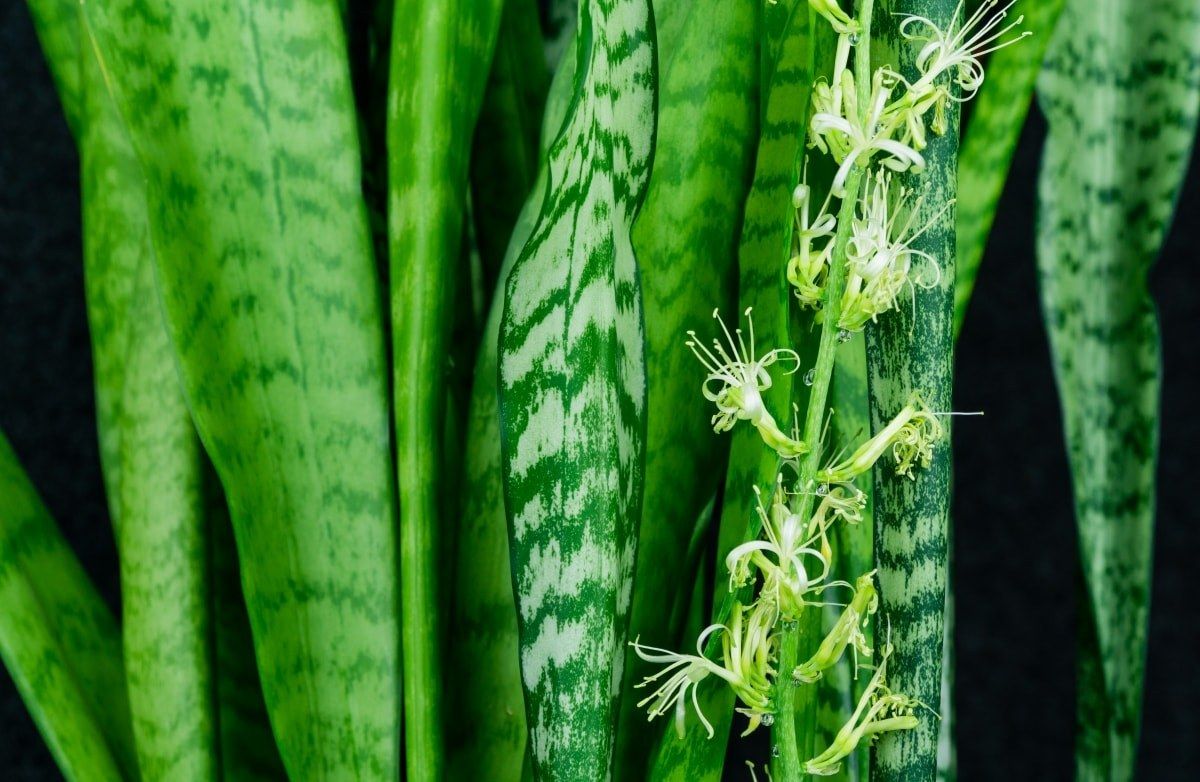The Best Easy-Care Snake Plants For Your Home | The Stem