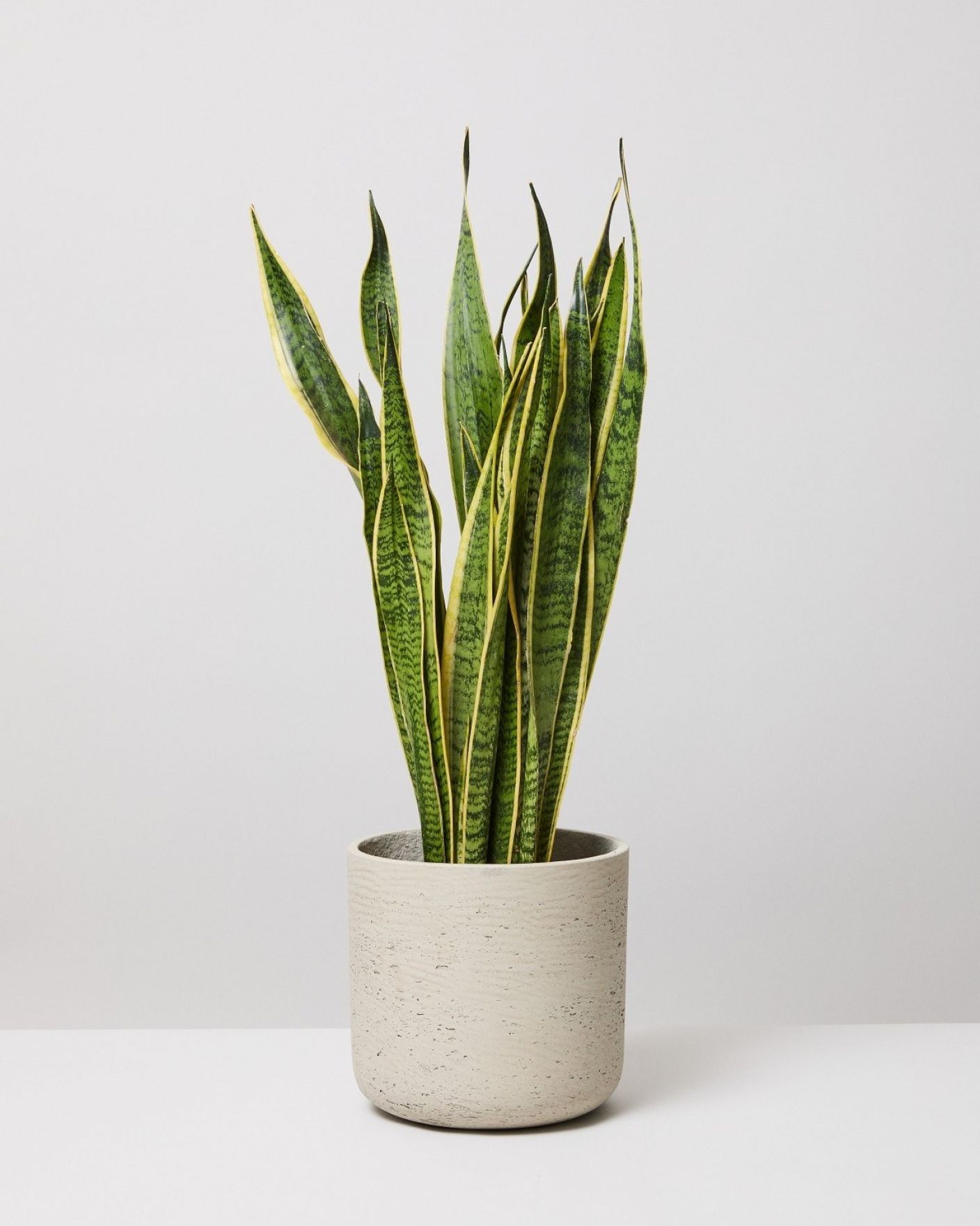 The Best Easy-Care Snake Plants For Your Home | The Stem