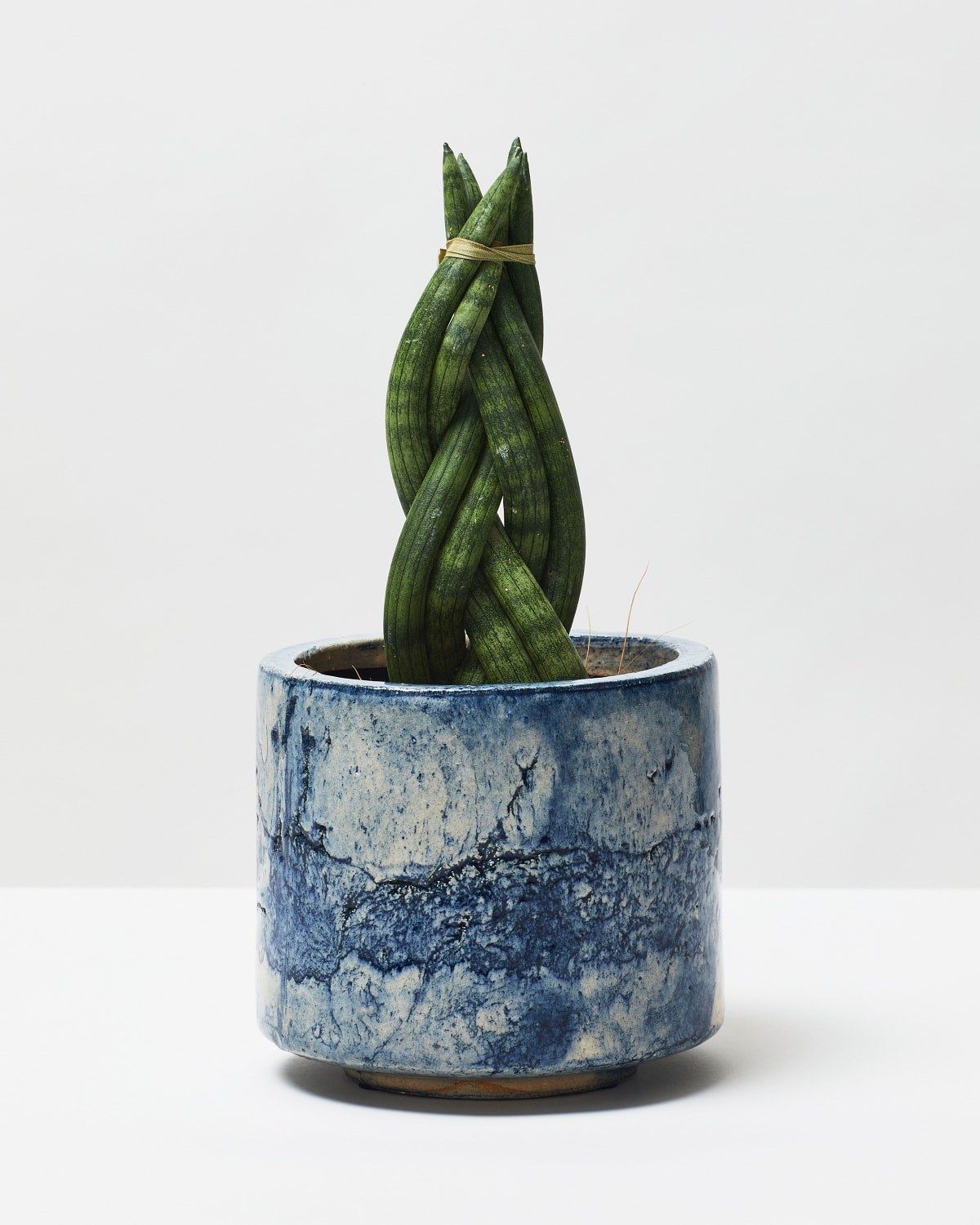The Best Easy-Care Snake Plants For Your Home | The Stem