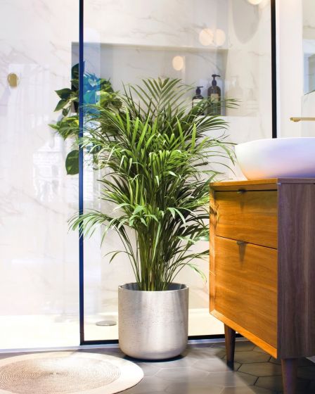 10 Very Big Plants To Transform Your Home | Them Stem