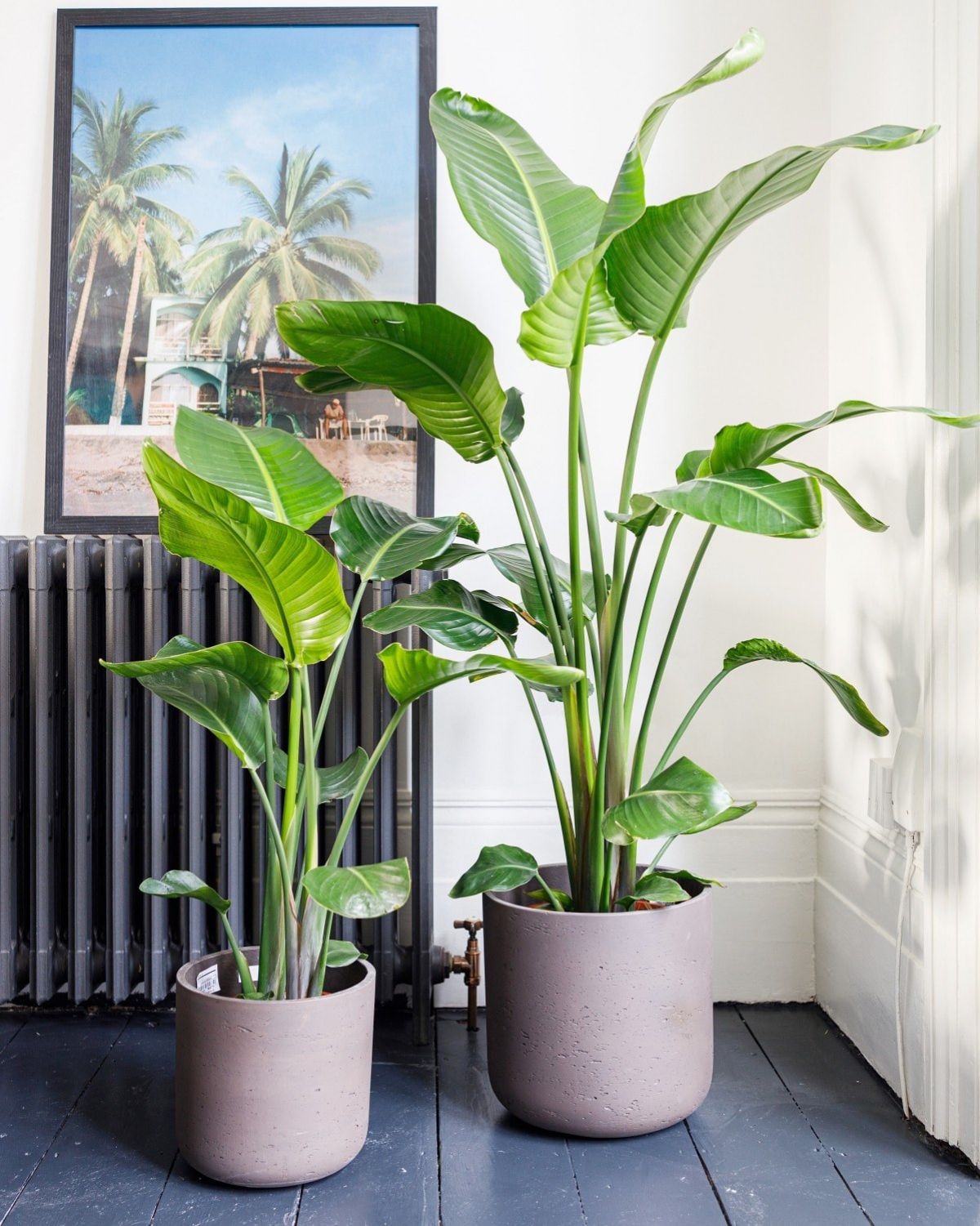 10 Very Big Plants To Transform Your Home | Them Stem