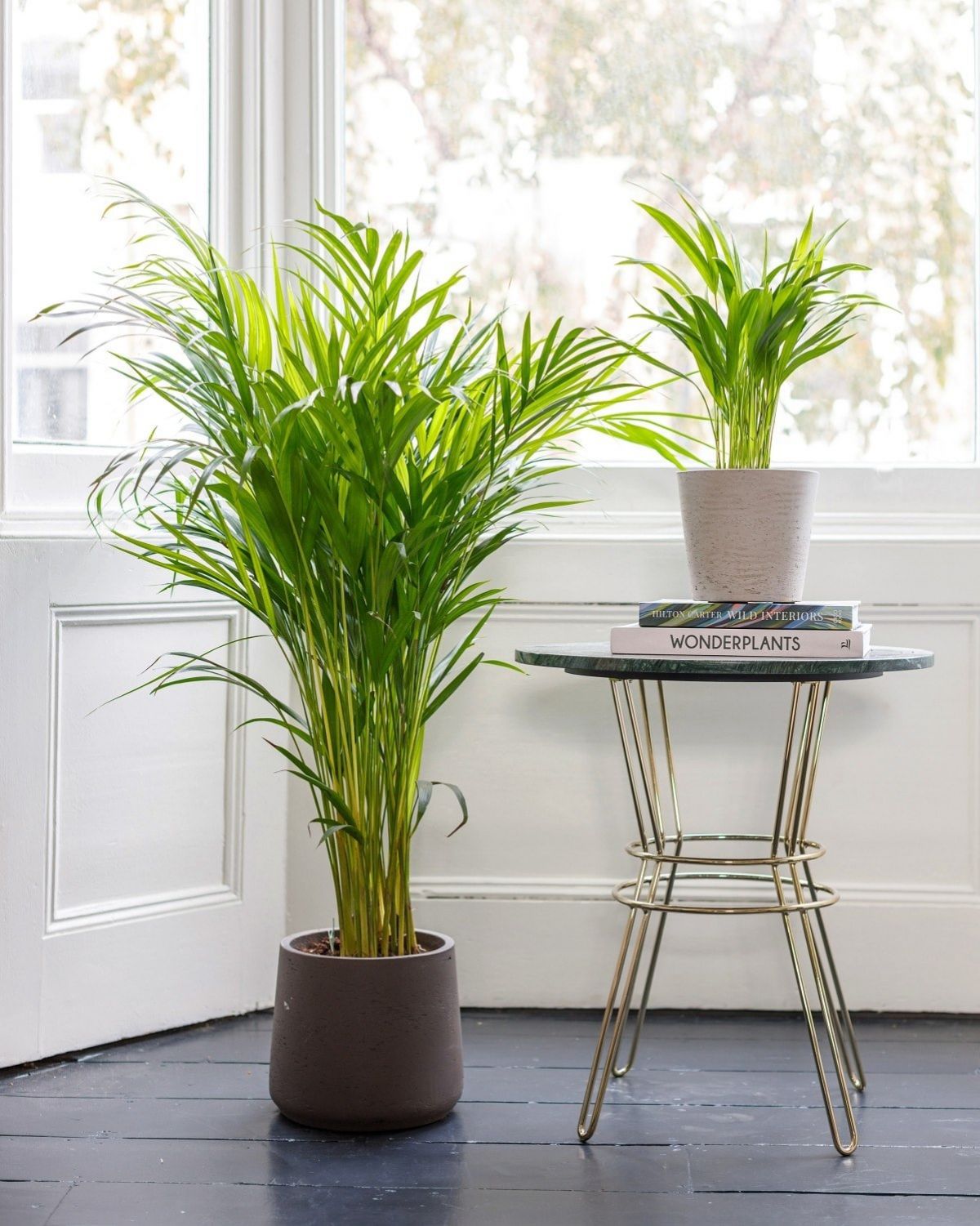 10 Very Big Plants To Transform Your Home | Them Stem