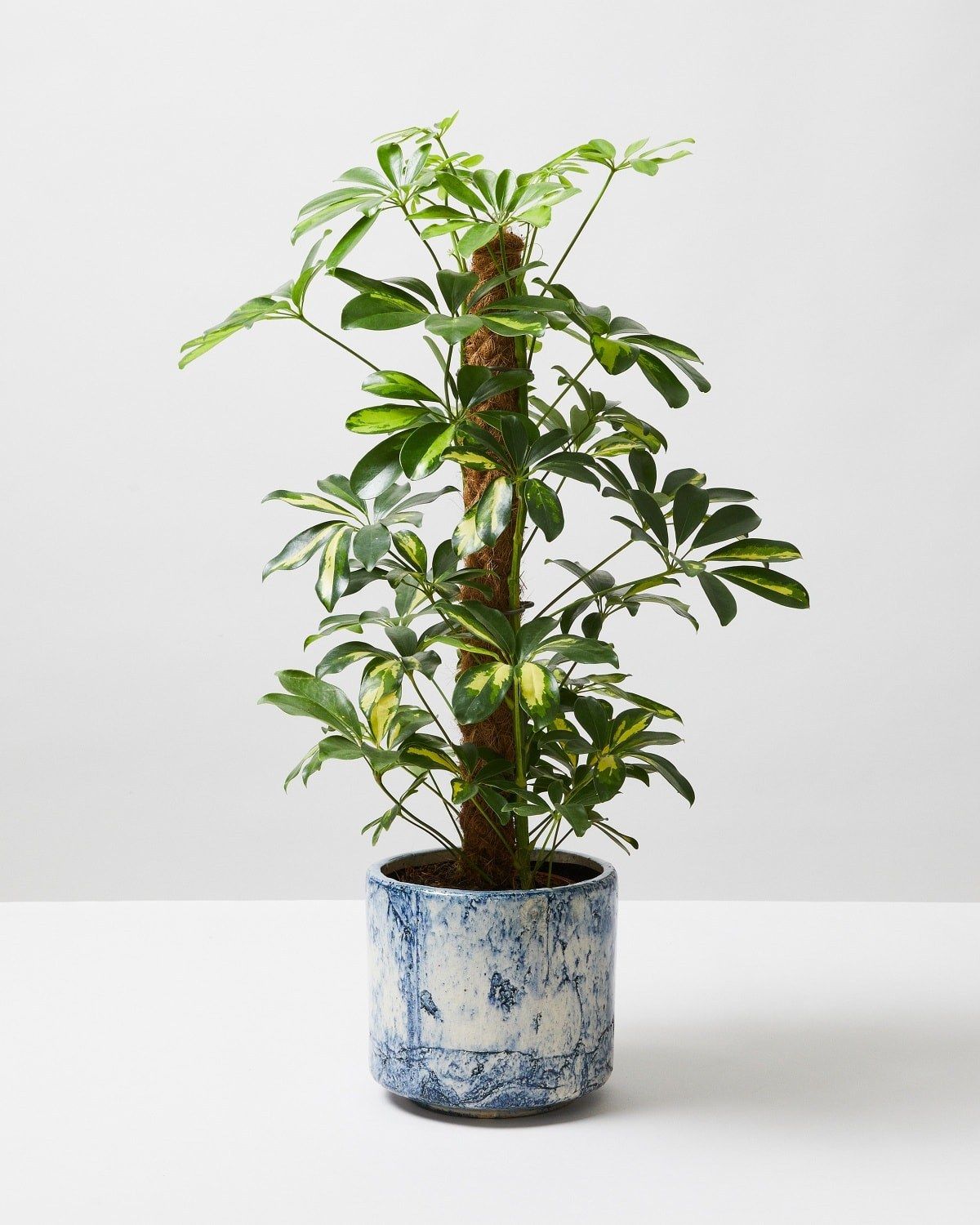 10 Very Big Plants To Transform Your Home | Them Stem