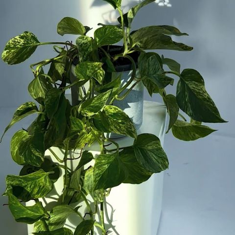 Giant Laceleaf | Anthurium Clarinervium | Indoor Plants Delivered ...