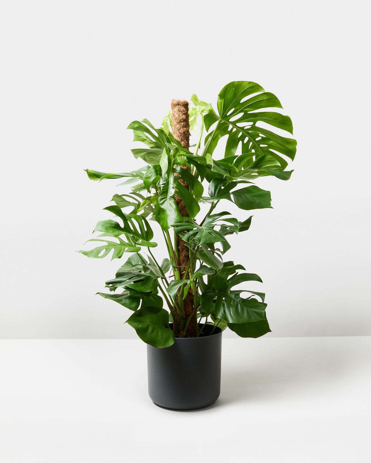 Coir Growing Pole | Plant Accessories | The Stem