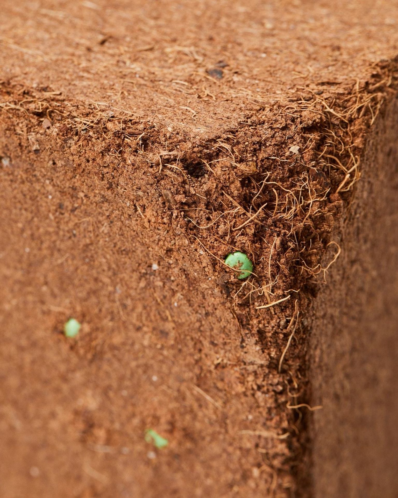 Peat Free Coco Coir Compost | Space Saving Soil | The Stem