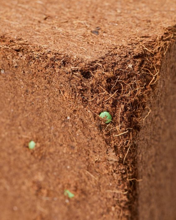 Peat Free Coco Coir Compost | Space Saving Soil | The Stem