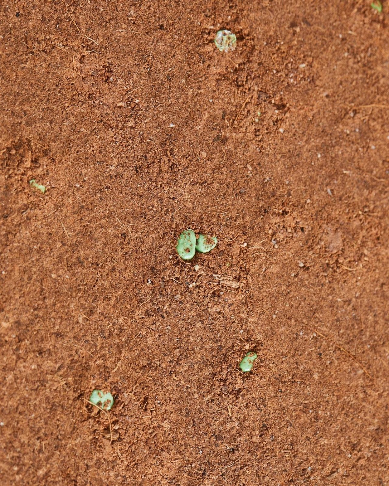 Peat Free Coco Coir Compost | Space Saving Soil | The Stem