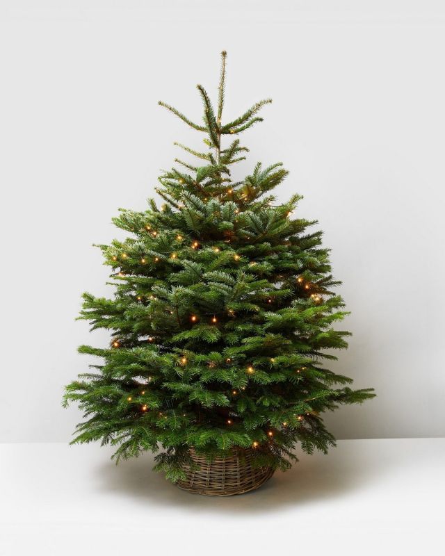 Real Cut Christmas Trees | Nordmann Fir Trees | Delivered to your door