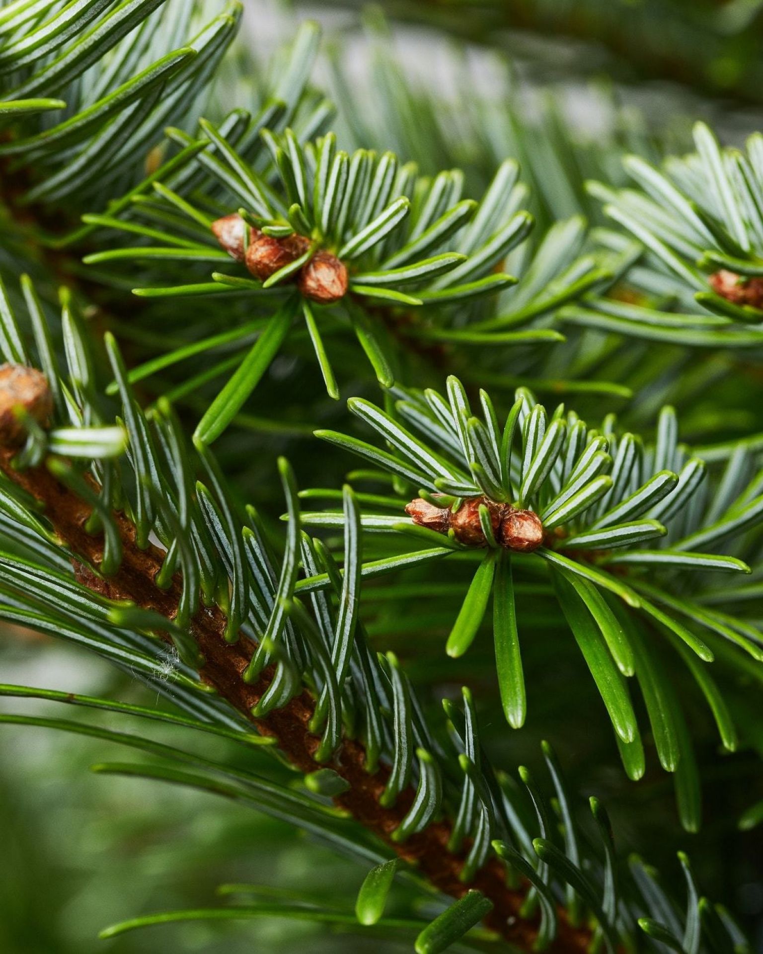 Real Cut Christmas Trees | Nordmann Fir Trees | Delivered to your door