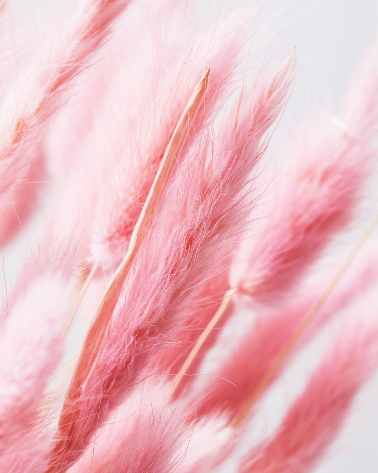 Dried Bunny Tails in Pink | Dried Grasses | The Stem