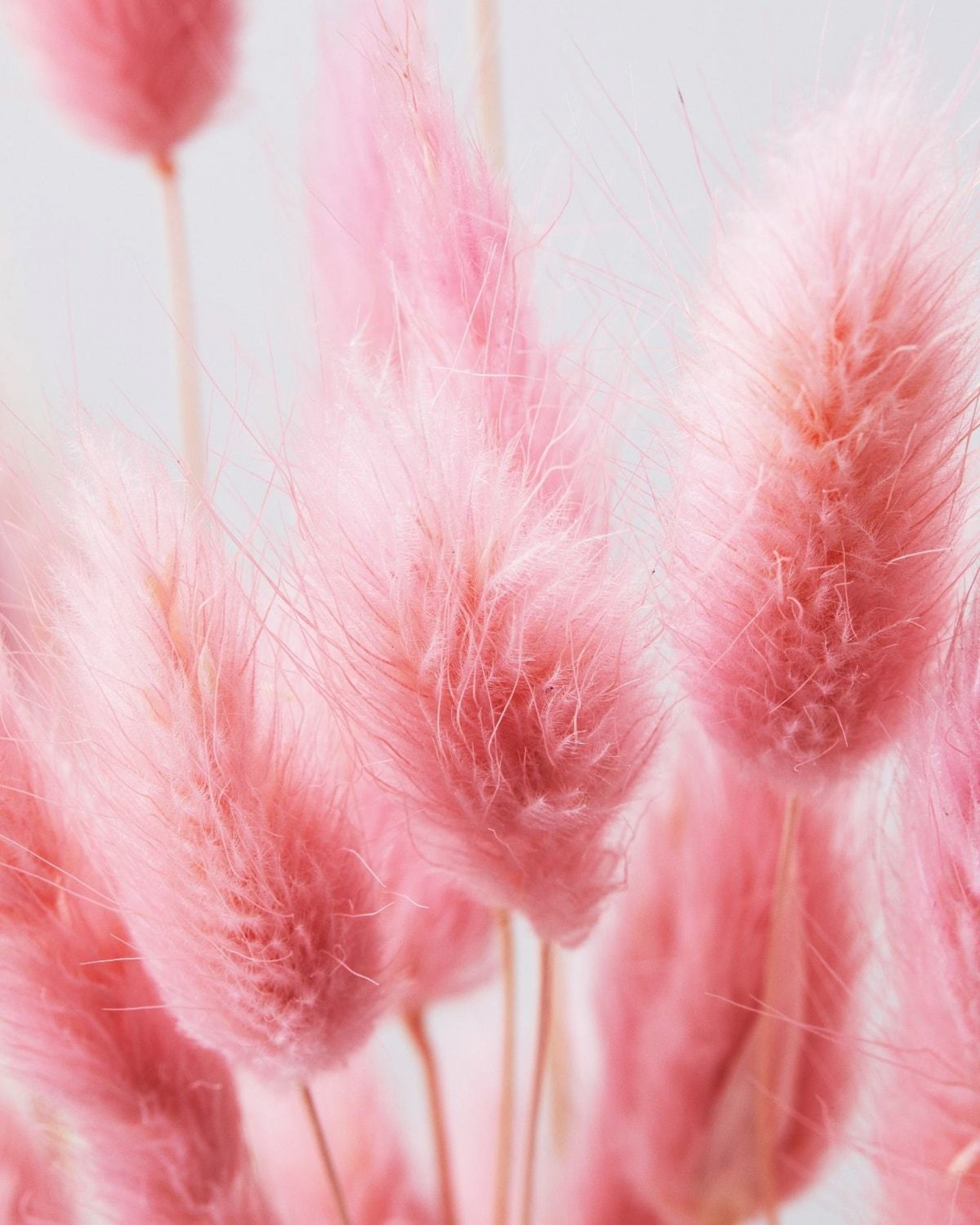 Dried Bunny Tails in Pink | Dried Grasses | The Stem