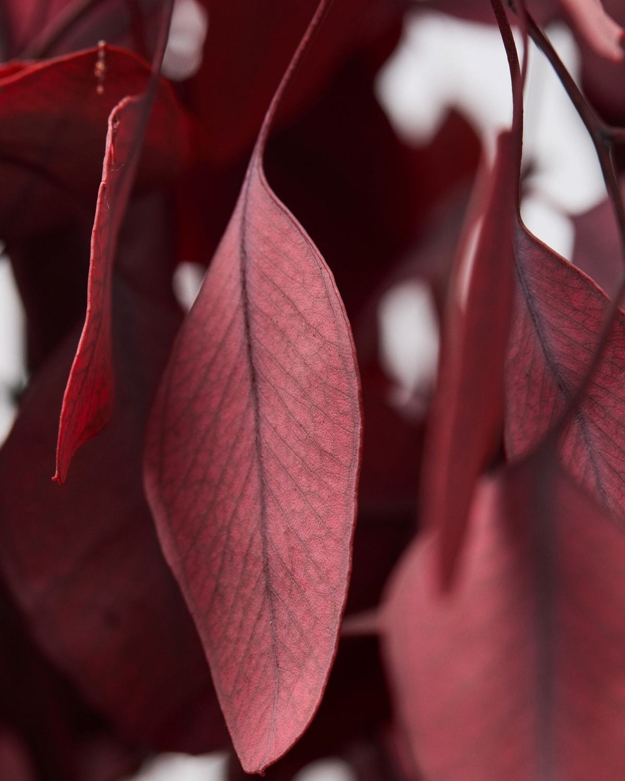 Red Eucalyptus Bouquet | The Stem