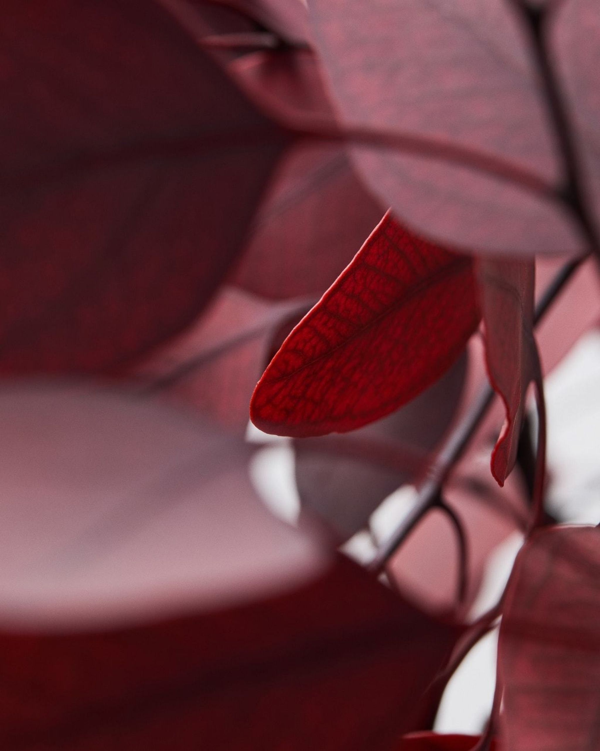 Red Eucalyptus Bouquet | The Stem