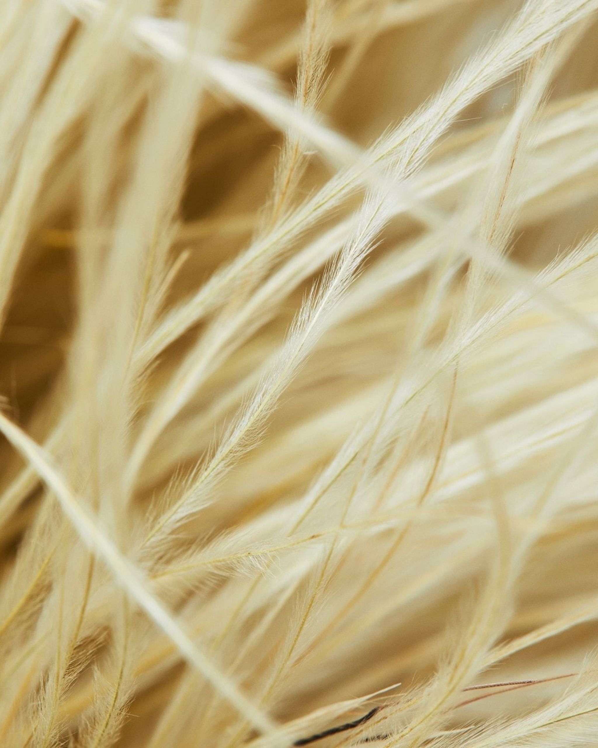 Dried Feather Grass Ivory | Dried Grasses | The Stem