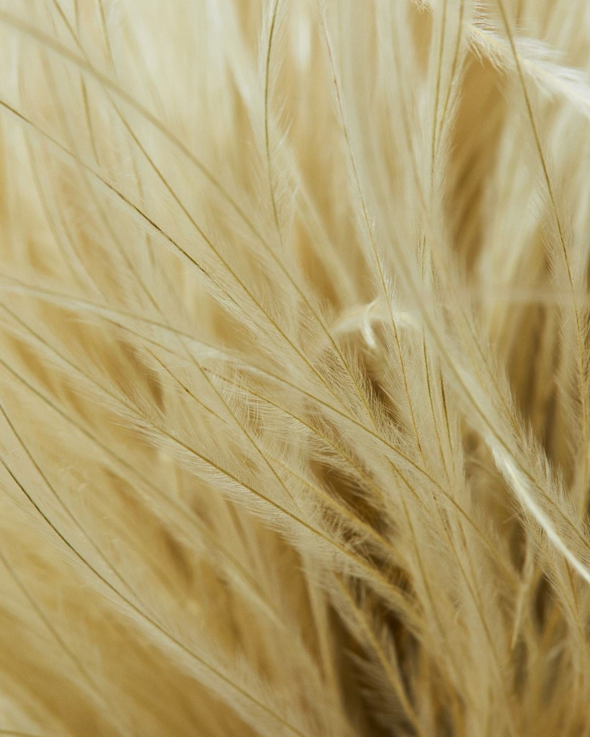 Dried Feather Grass Ivory | Dried Grasses | The Stem