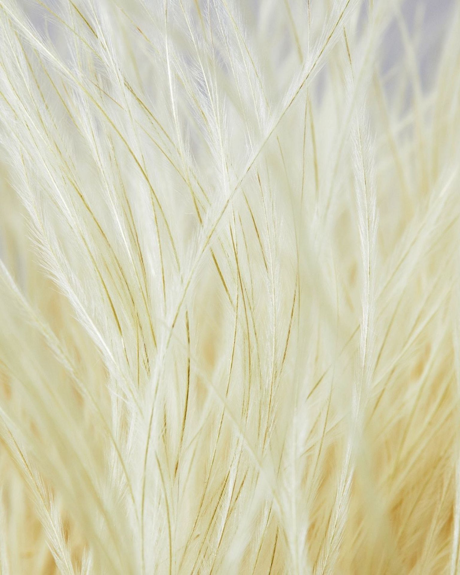 Dried Feather Grass Ivory | Dried Grasses | The Stem