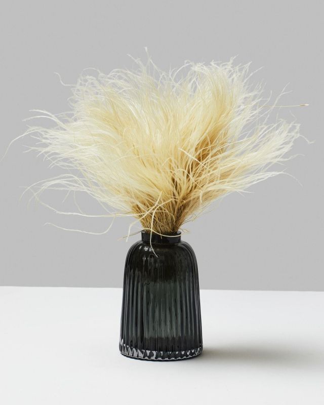 Dried Feather Grass Ivory | Dried Grasses | The Stem