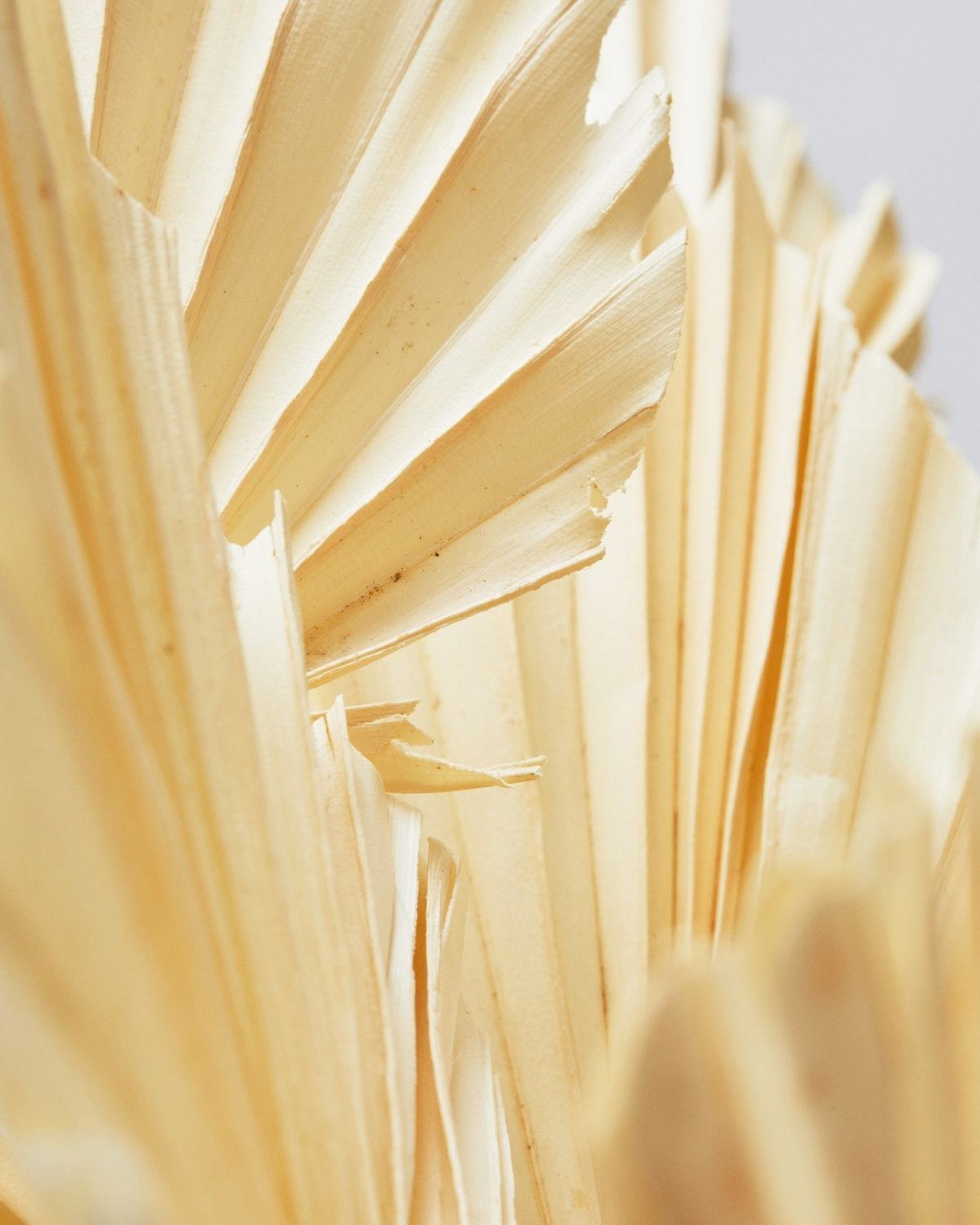 Palm Spear White Bunch | Arecaceae | The Stem