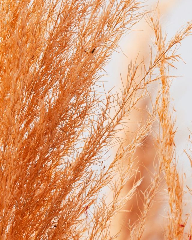 Pampas Grass Peach | Dried Flower Bouquets | The Stem