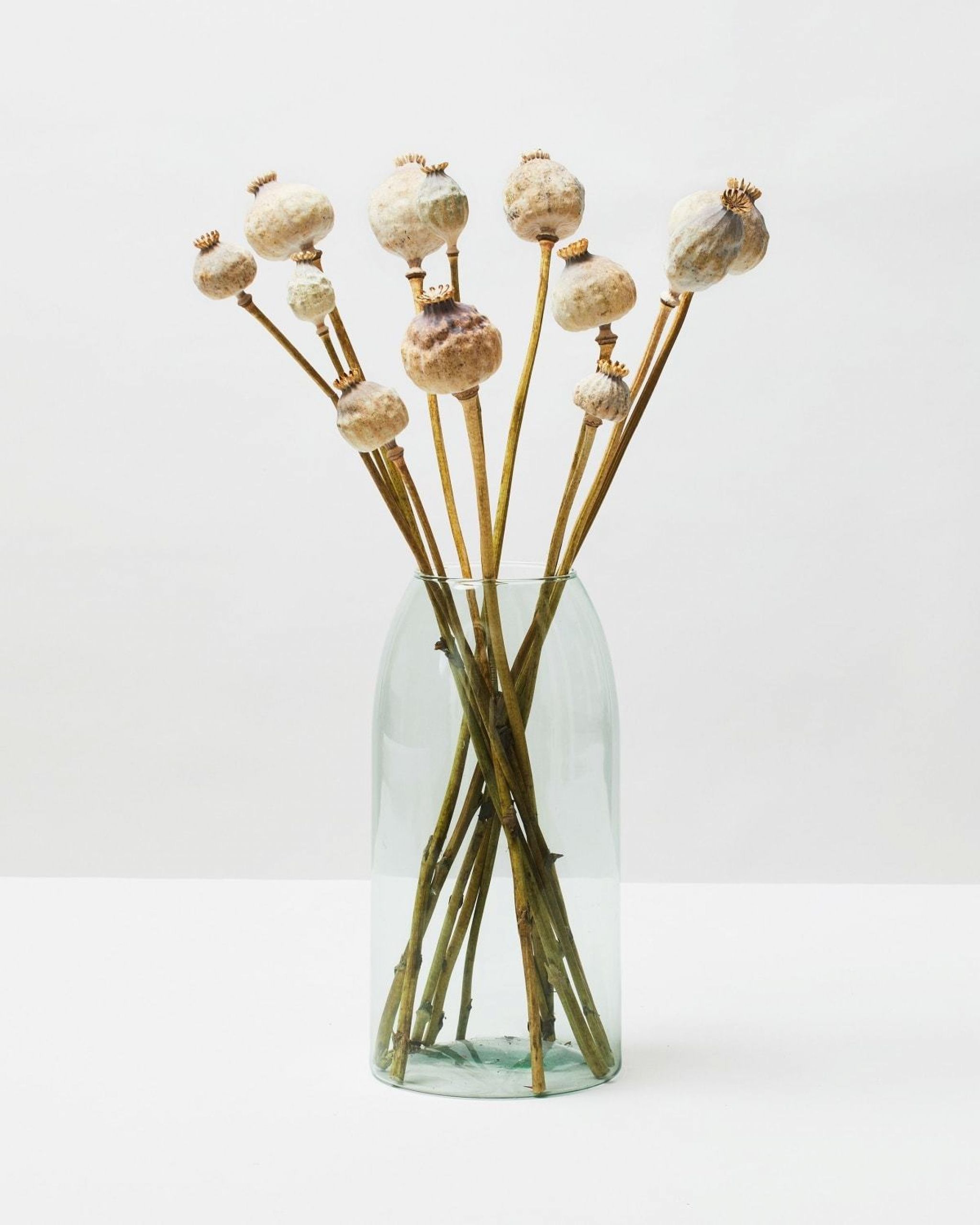 Poppy Heads | Papaver Somniferum | The Stem