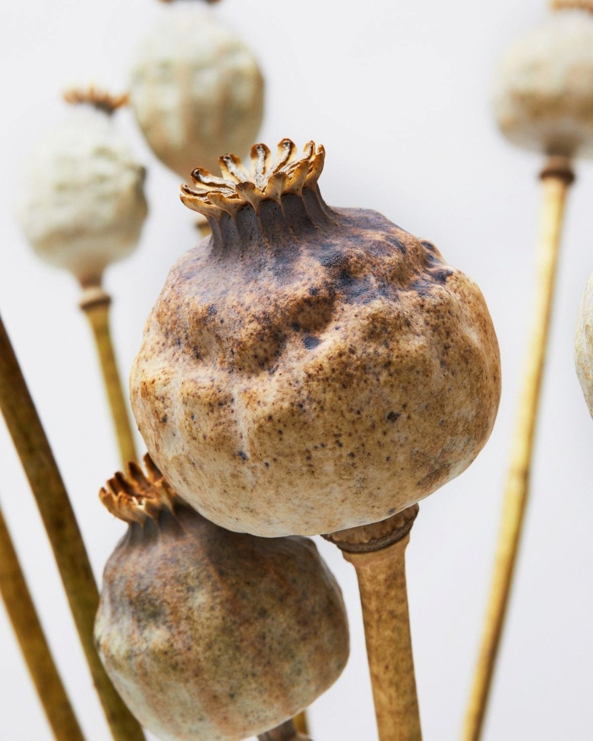Poppy Heads | Papaver Somniferum | The Stem