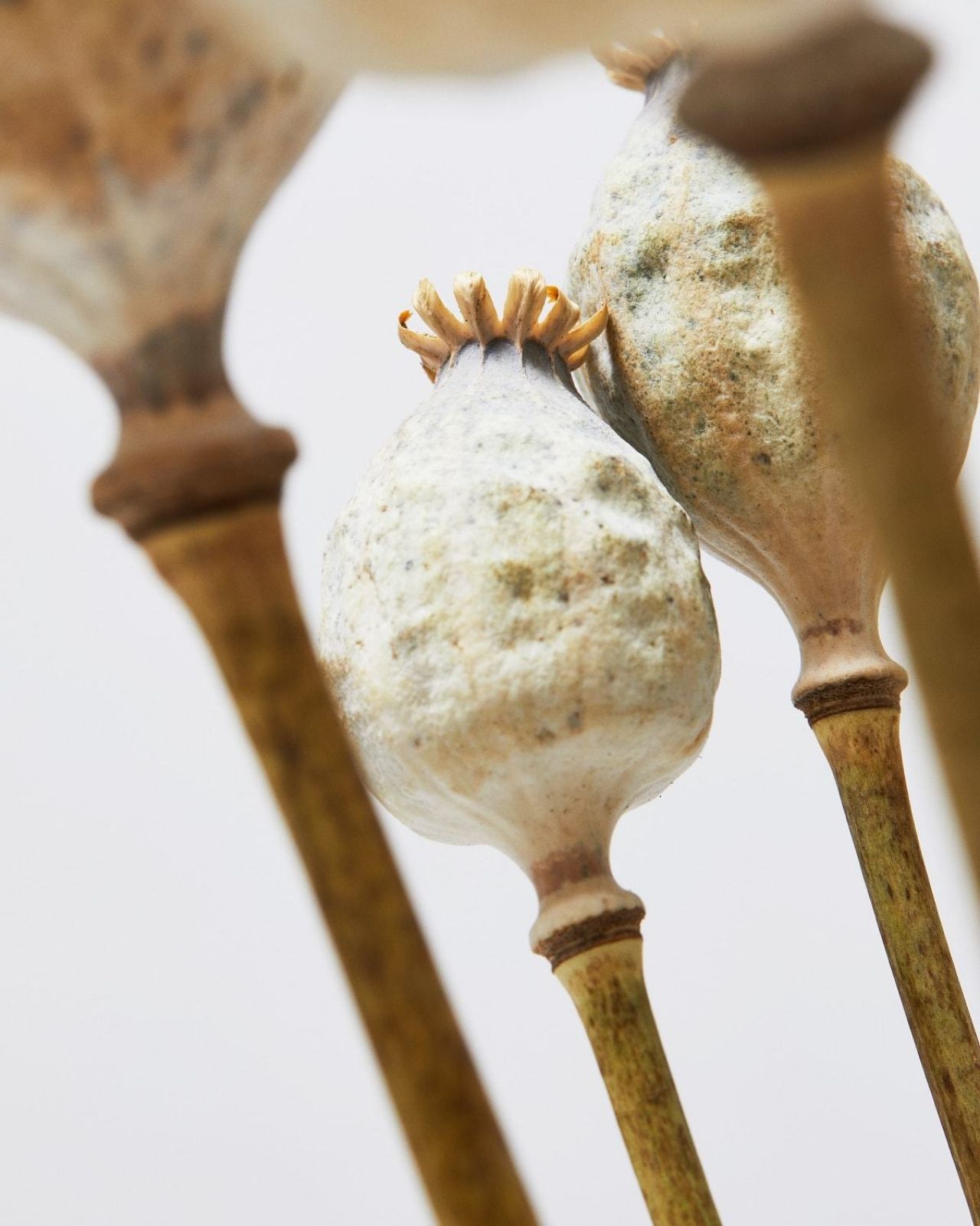 Poppy Heads | Papaver Somniferum | The Stem