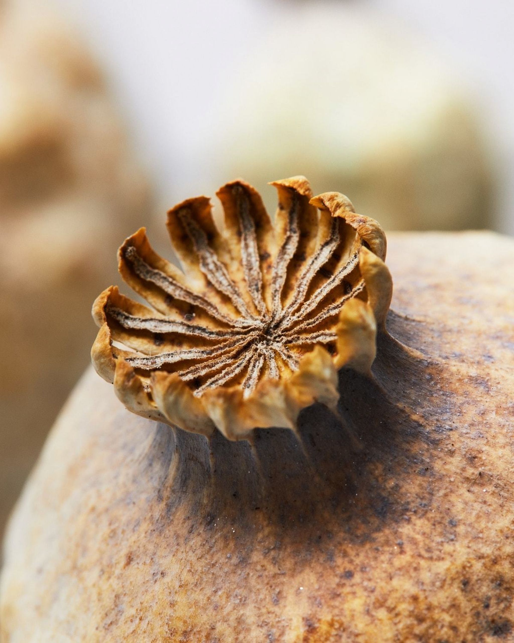 Poppy Heads | Papaver Somniferum | The Stem