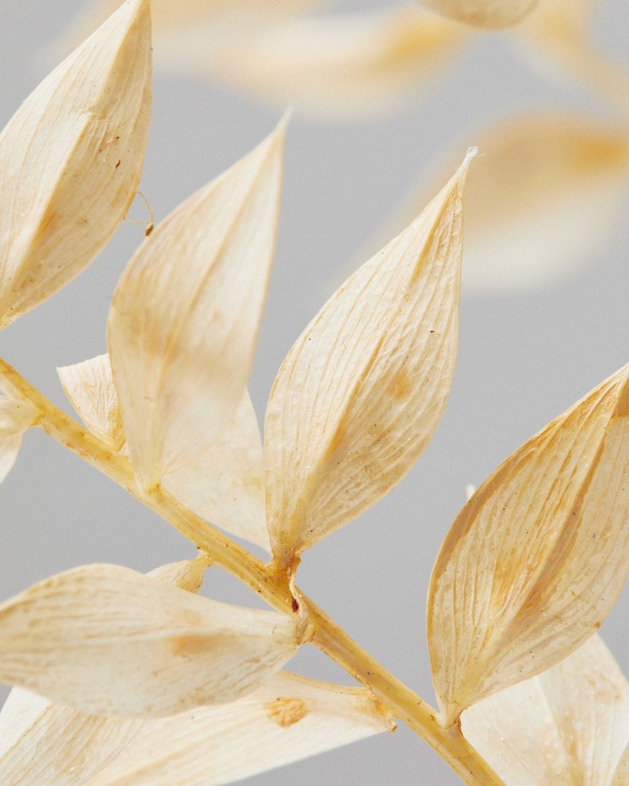 Preserved Peach Ruscus Bunch | The Stem