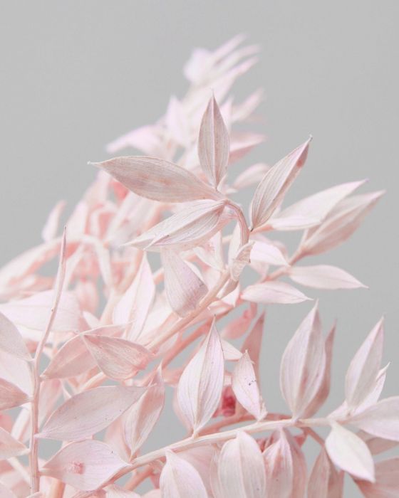 Preserved Pink Ruscus Bunch | The Stem