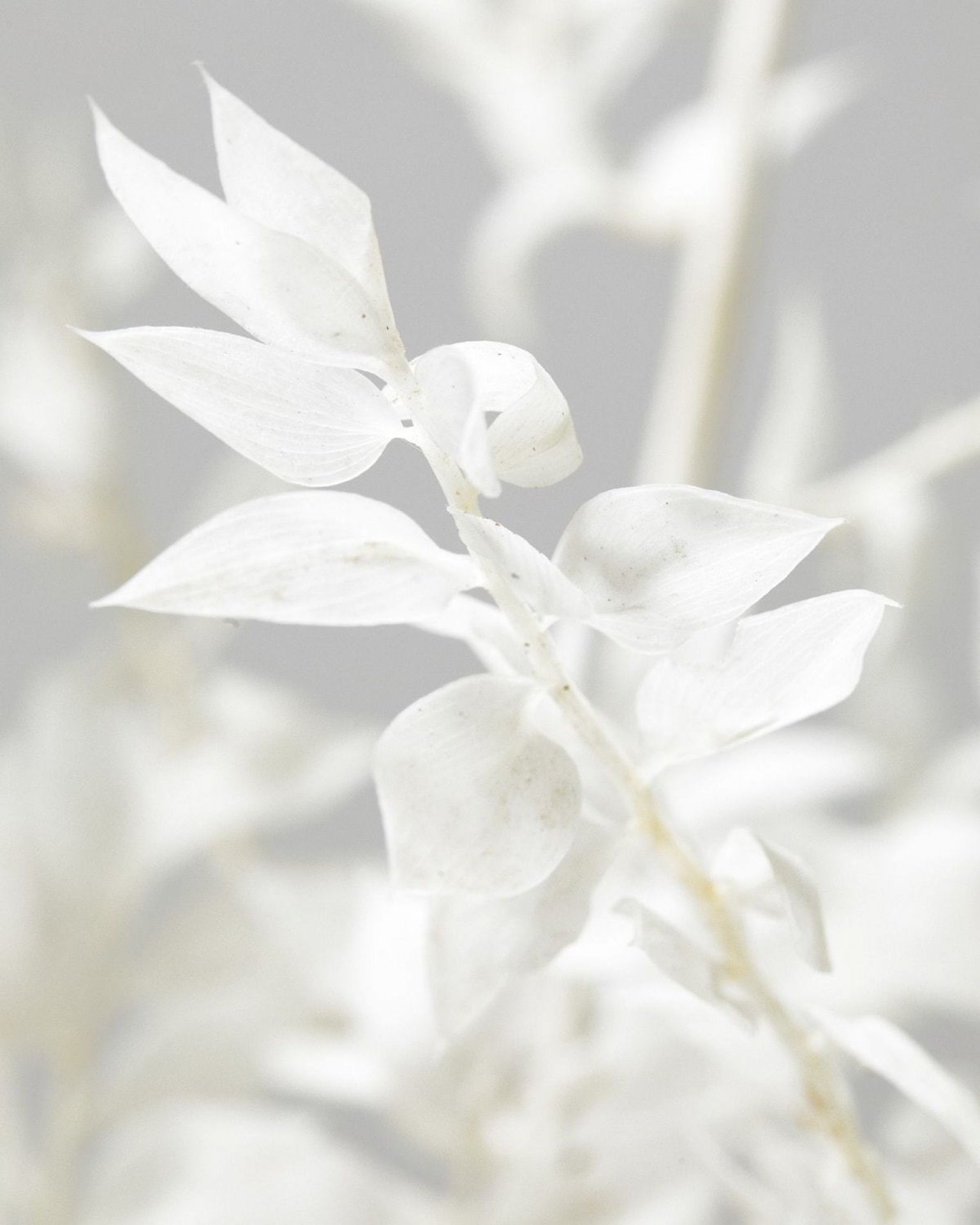 Preserved White Ruscus Bunch | The Stem