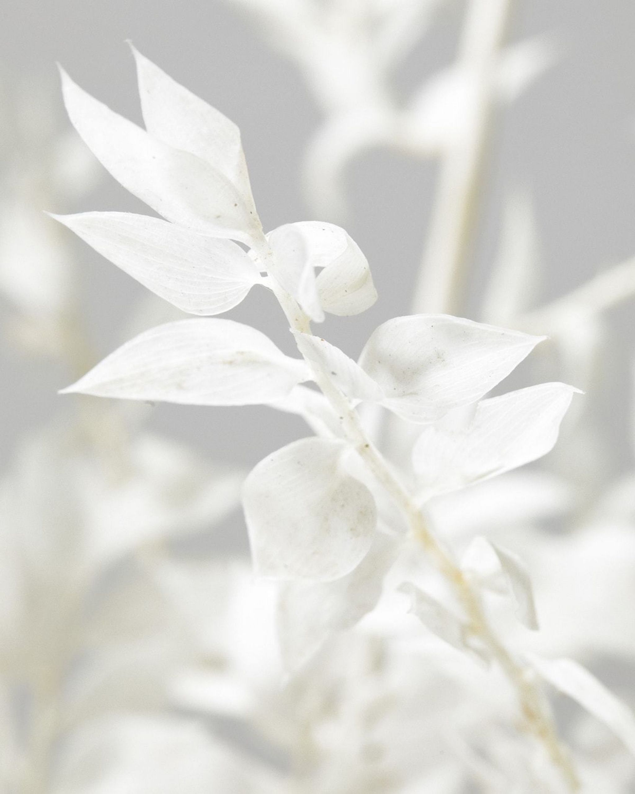 Preserved White Ruscus Bunch | The Stem