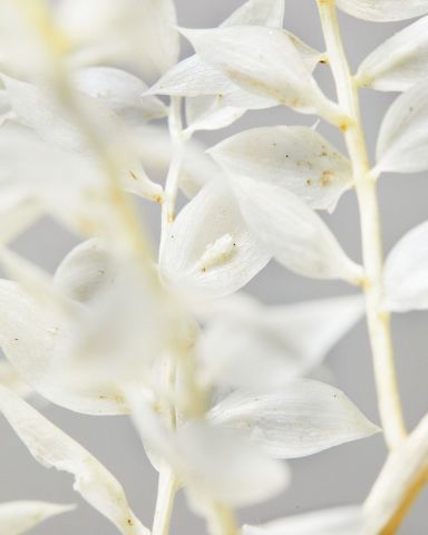 Preserved White Ruscus Bunch | The Stem