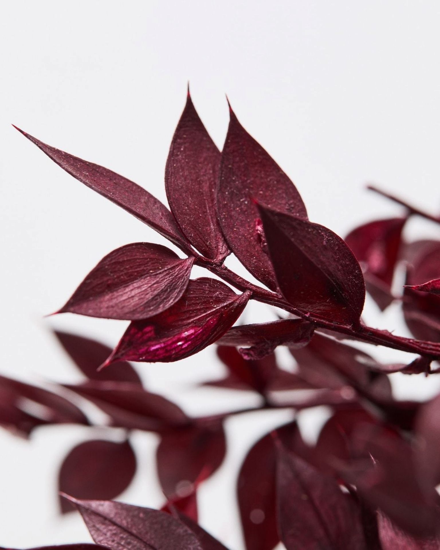 Red Ruscus Wreath | Dried Wreaths | The Stem