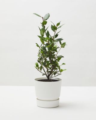 Lemon Tree Plant | Citrus Limon | The Stem