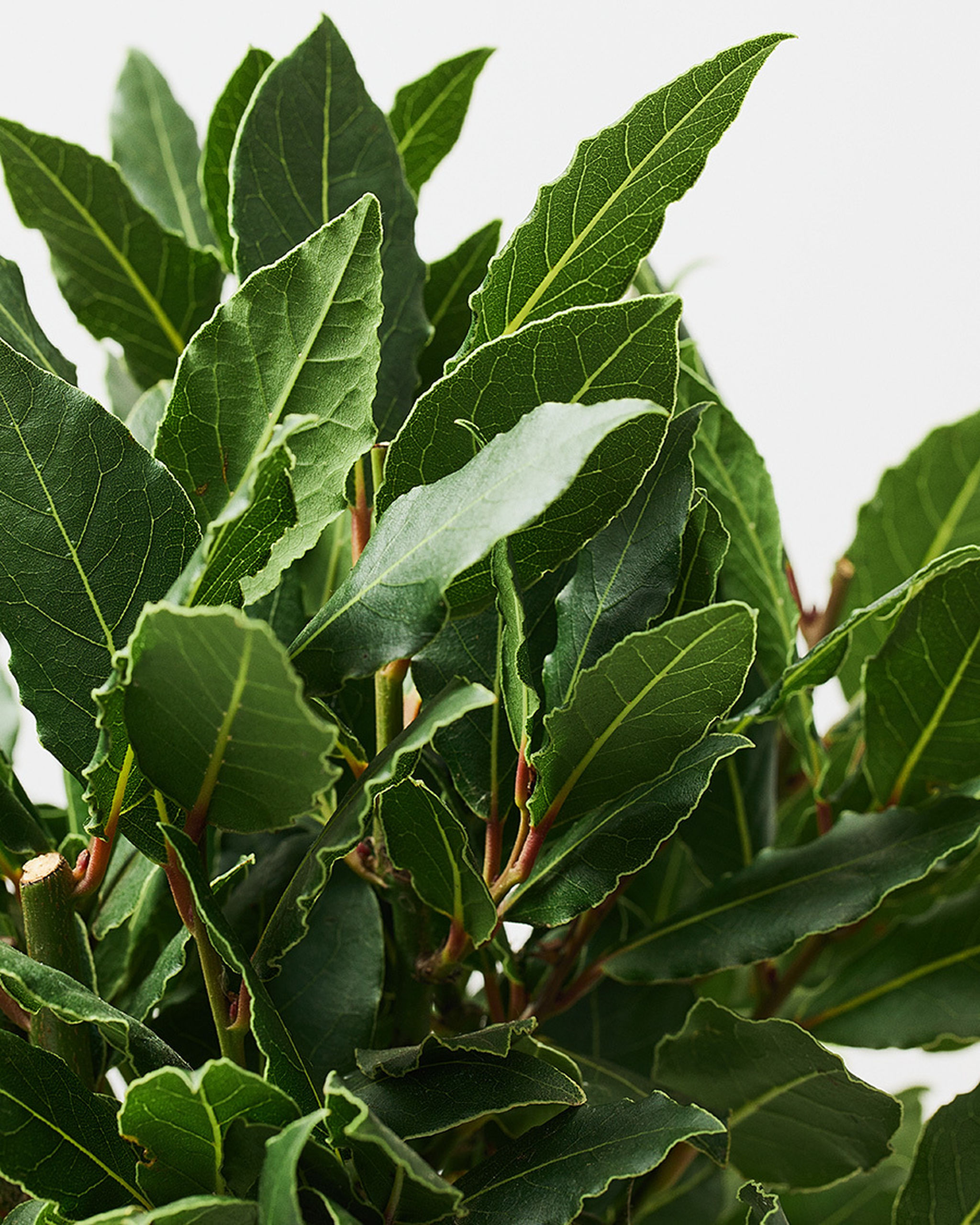 Bay Tree | Laurus Nobilis | The Stem