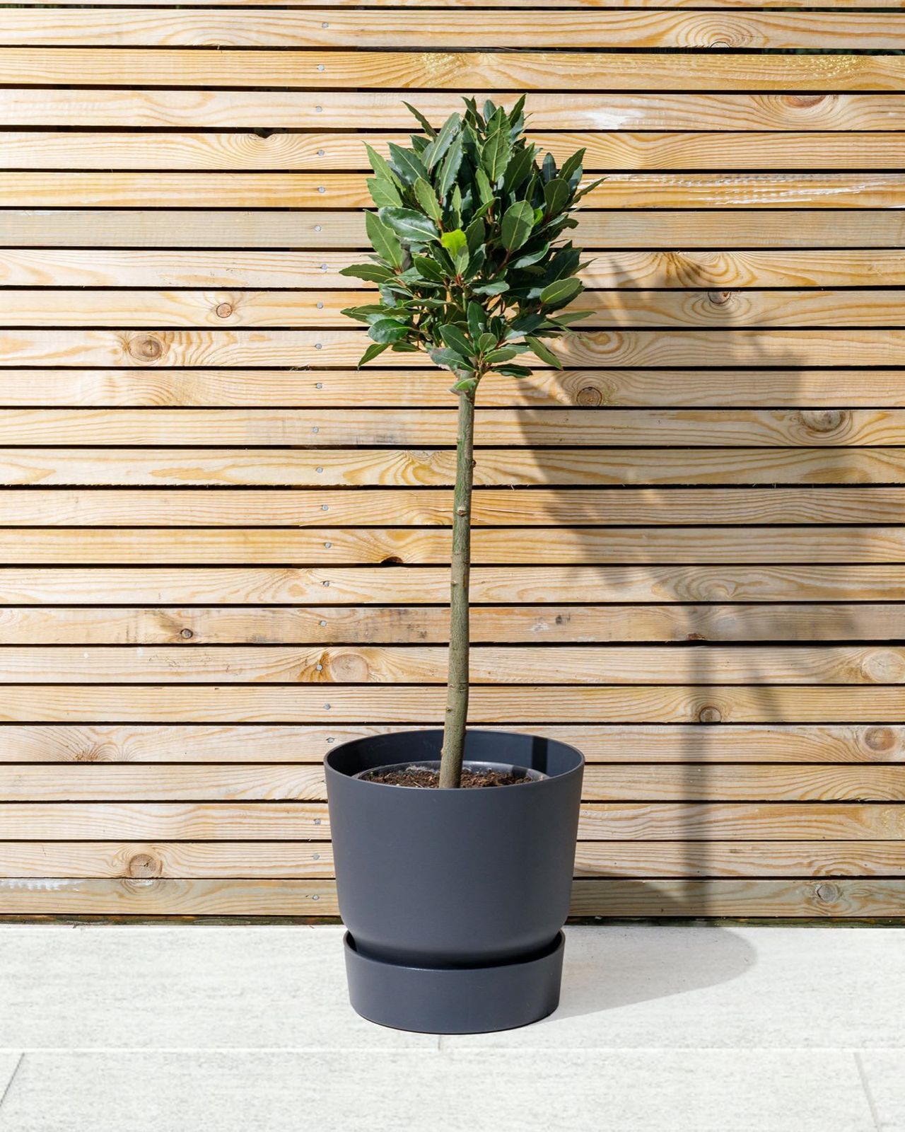 Bay Tree | Laurus Nobilis | The Stem