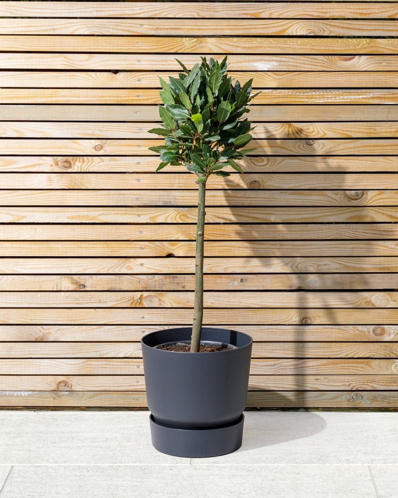 Bay Tree | Laurus Nobilis | Outdoor & Balcony Plants Delivered | The Stem
