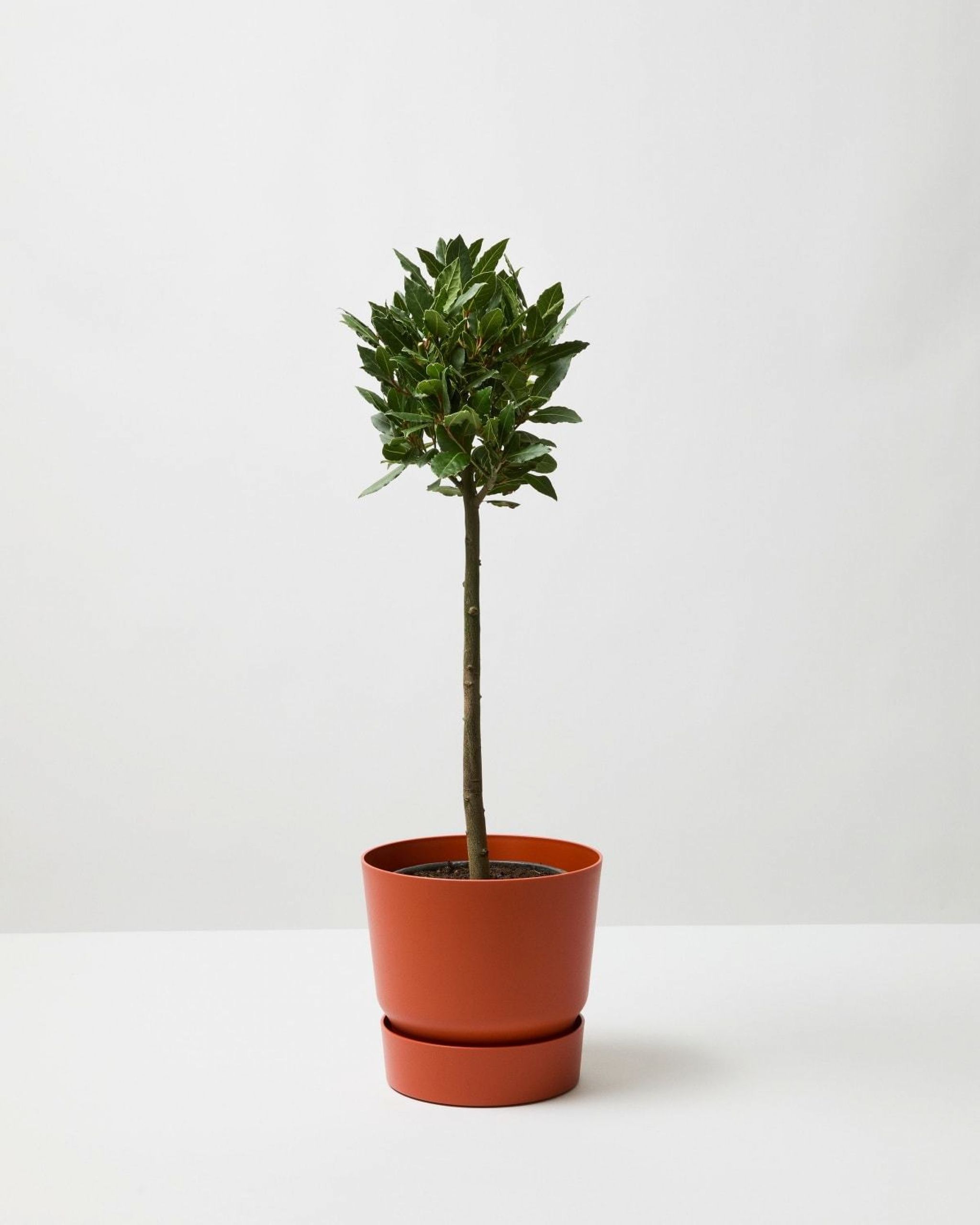 Bay Tree | Laurus Nobilis | Outdoor & Balcony Plants Delivered | The Stem