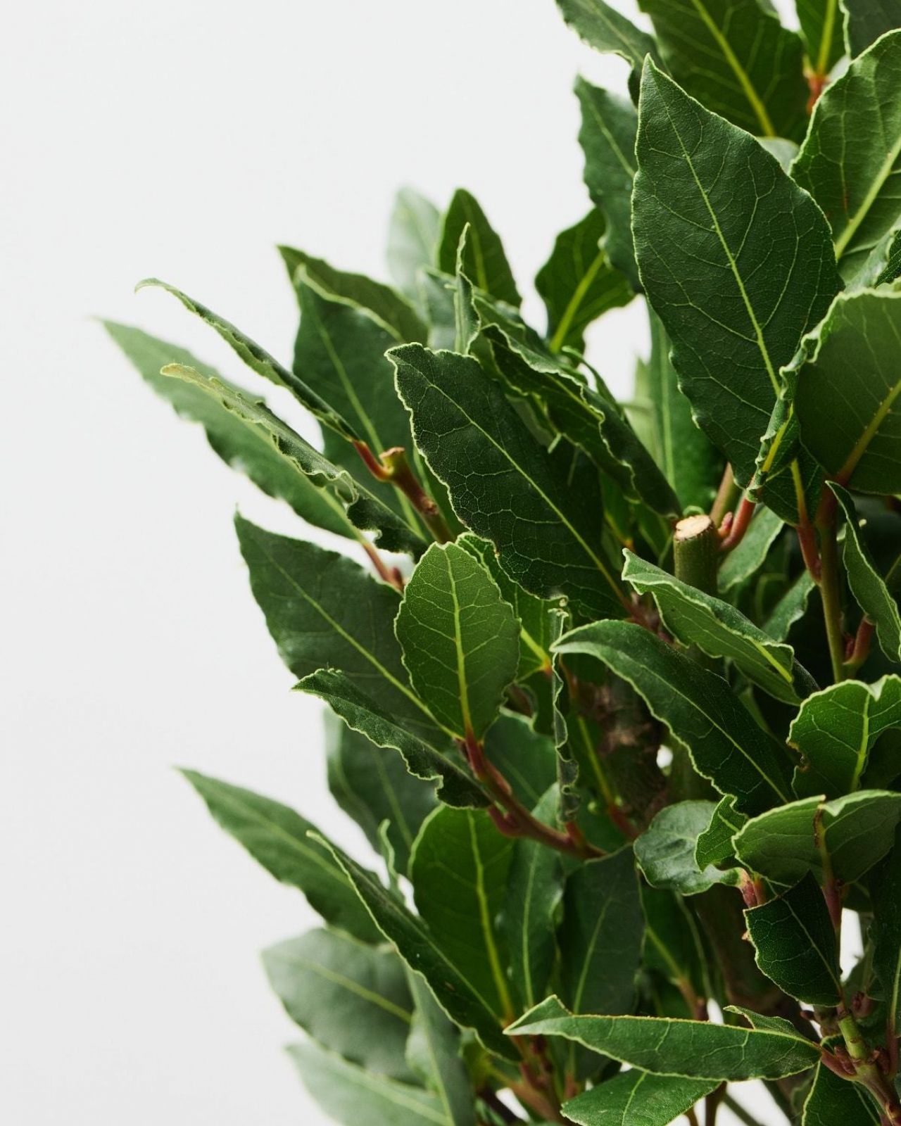 Bay Tree | Laurus Nobilis | Outdoor & Balcony Plants Delivered | The Stem