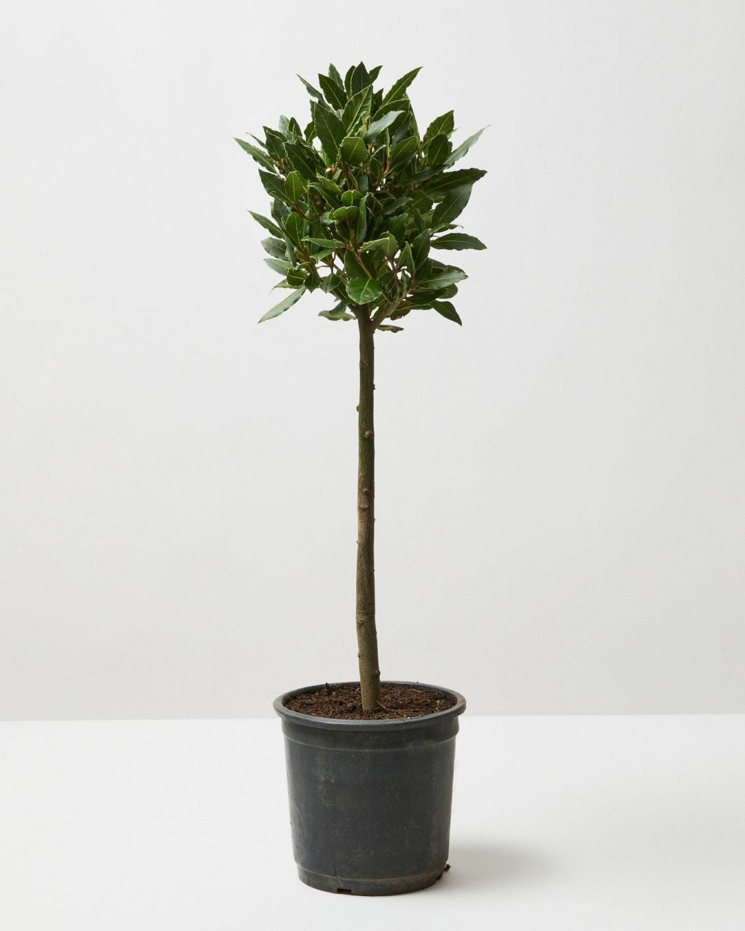 Bay Tree | Laurus Nobilis | Outdoor & Balcony Plants Delivered | The Stem