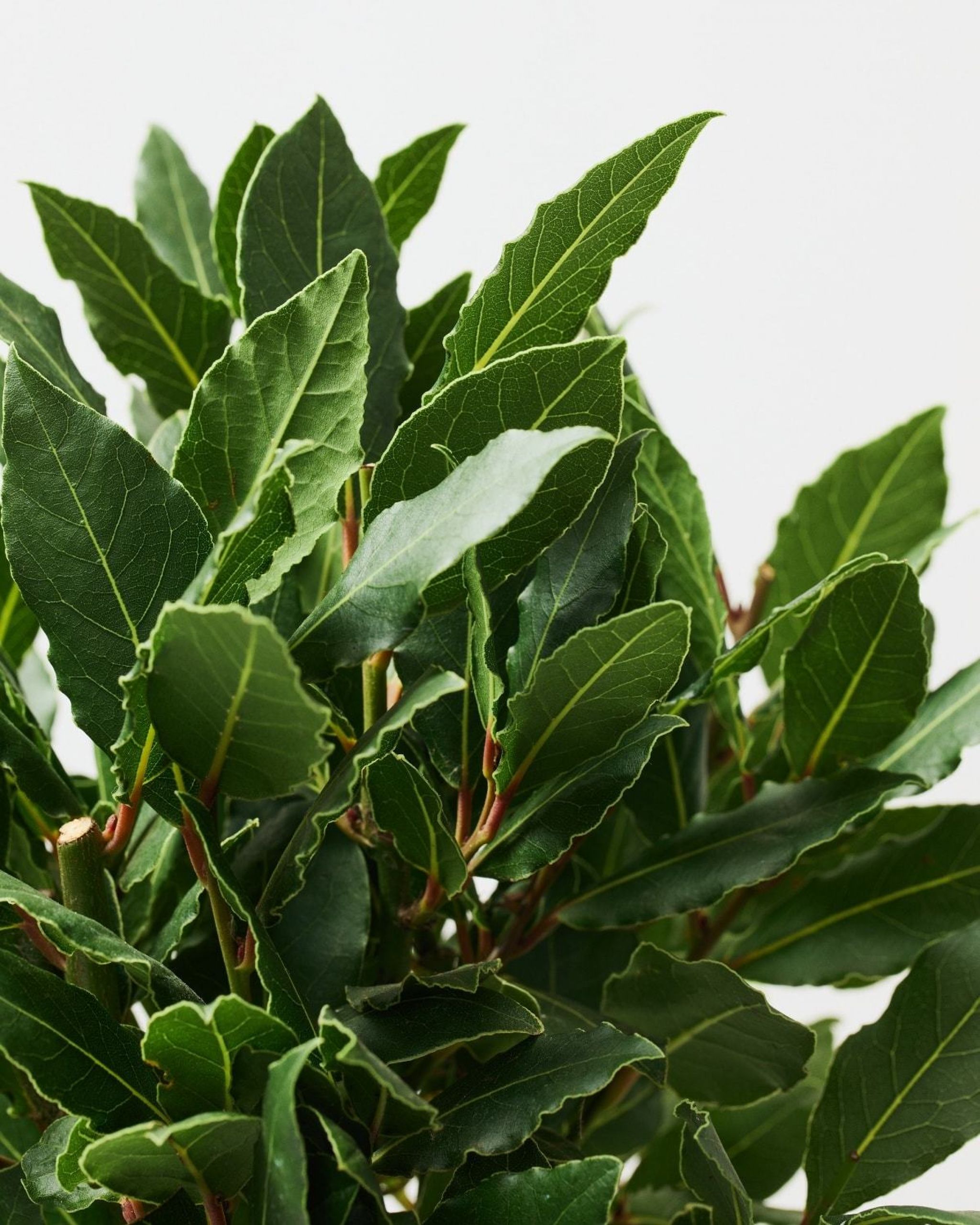 Bay Tree | Laurus Nobilis | Outdoor & Balcony Plants Delivered | The Stem