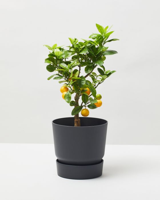Calamondin Tree | Outdoor & Balcony Plants Delivered | The Stem