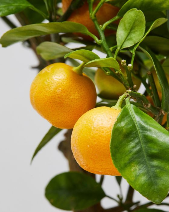 Calamondin Tree | Outdoor & Balcony Plants Delivered | The Stem