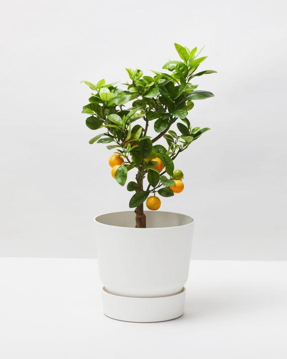 Lemon Tree Plant | Citrus Limon | The Stem