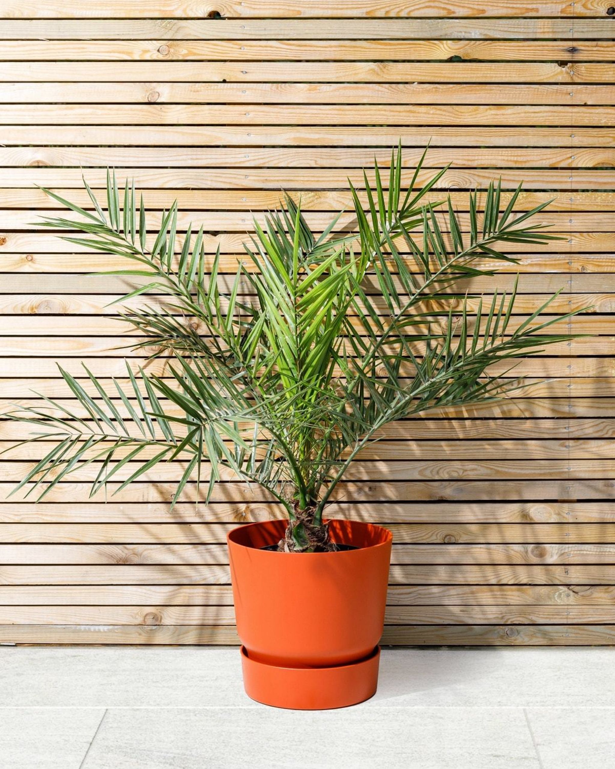 Canary Island Date Palm | Phoenix Canariensis | Outdoor & Balcony ...